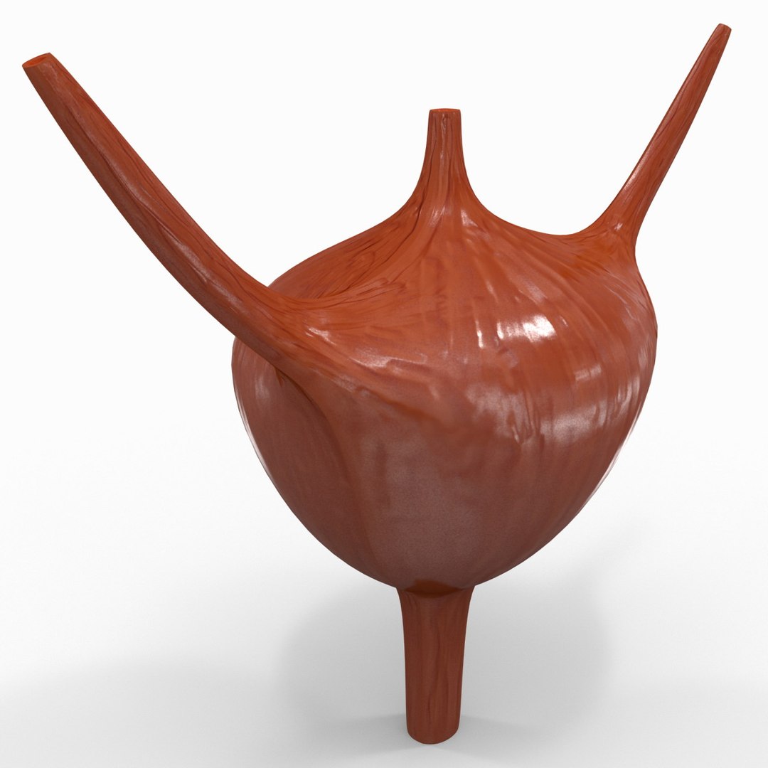 3d Model Bladder