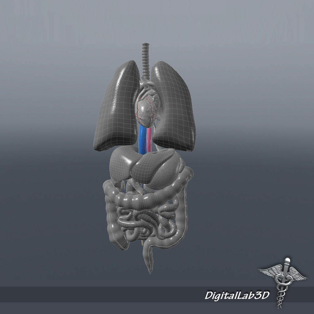 3ds human internal organs intestines