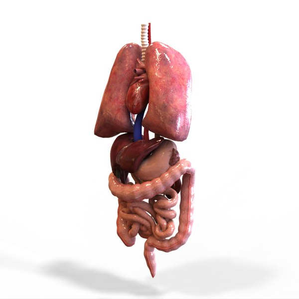 3ds human internal organs intestines