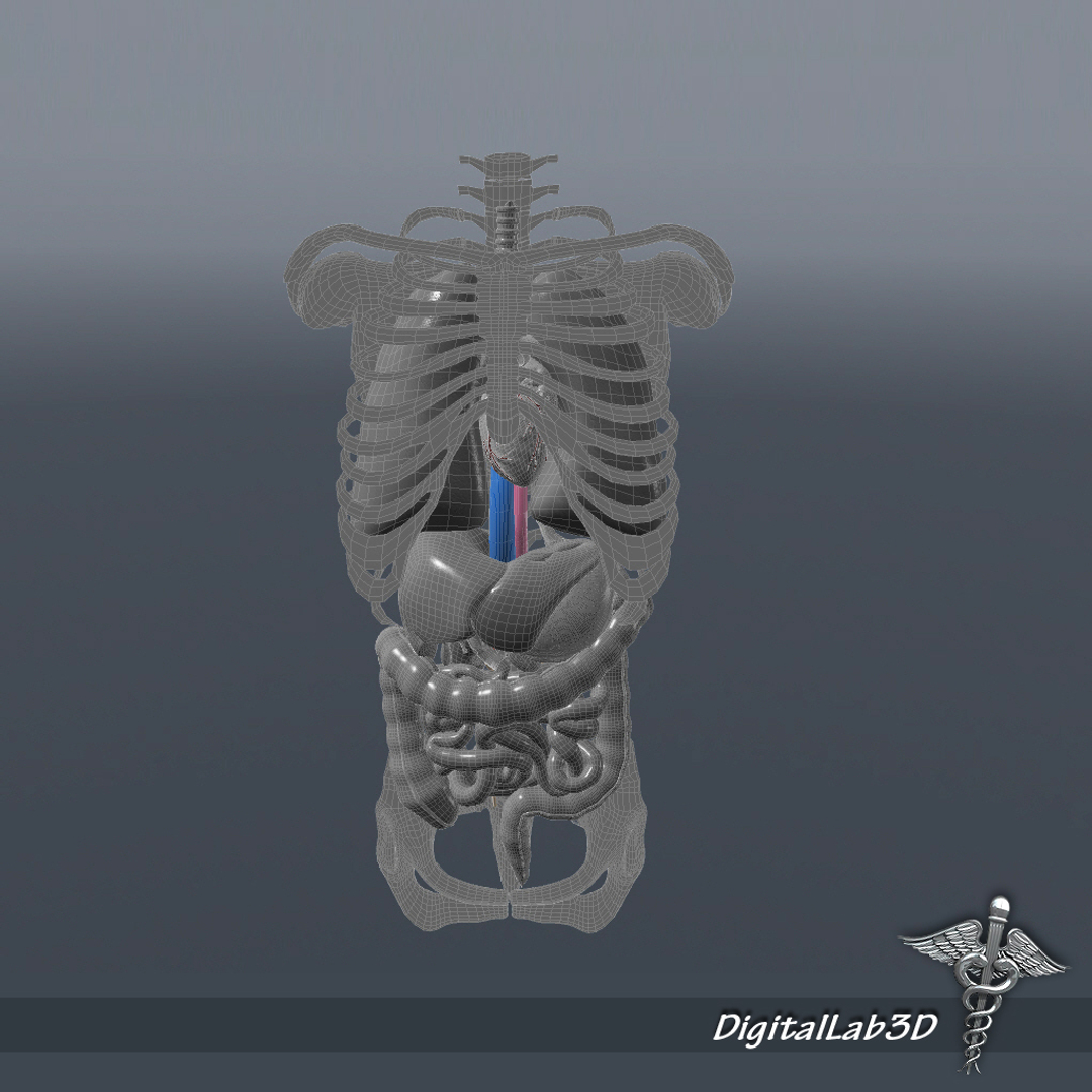3ds human internal organs intestines