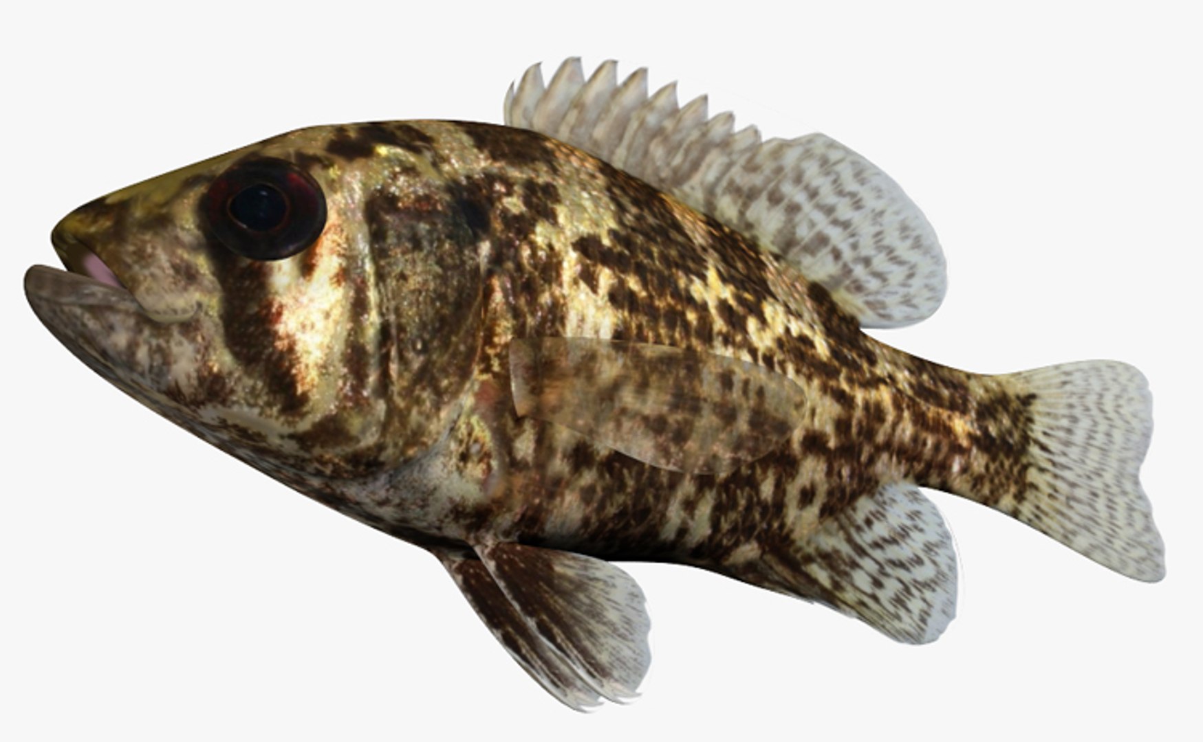 3d Ambloplites Rupestris Rock Bass Model