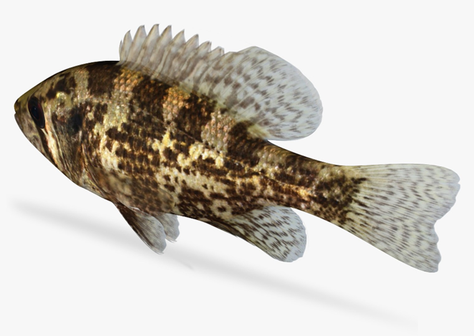3d Ambloplites Rupestris Rock Bass Model