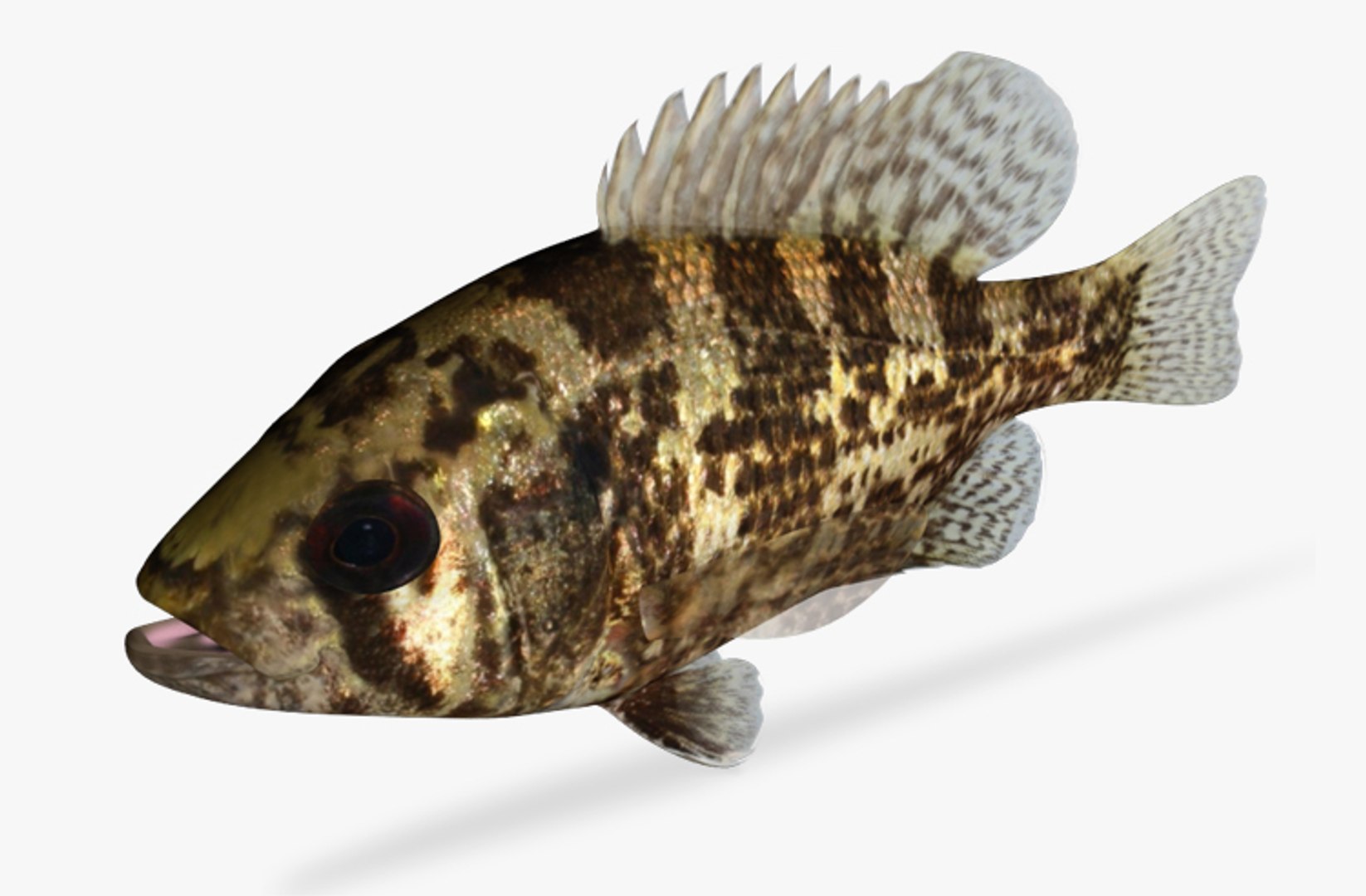 3d Ambloplites Rupestris Rock Bass Model