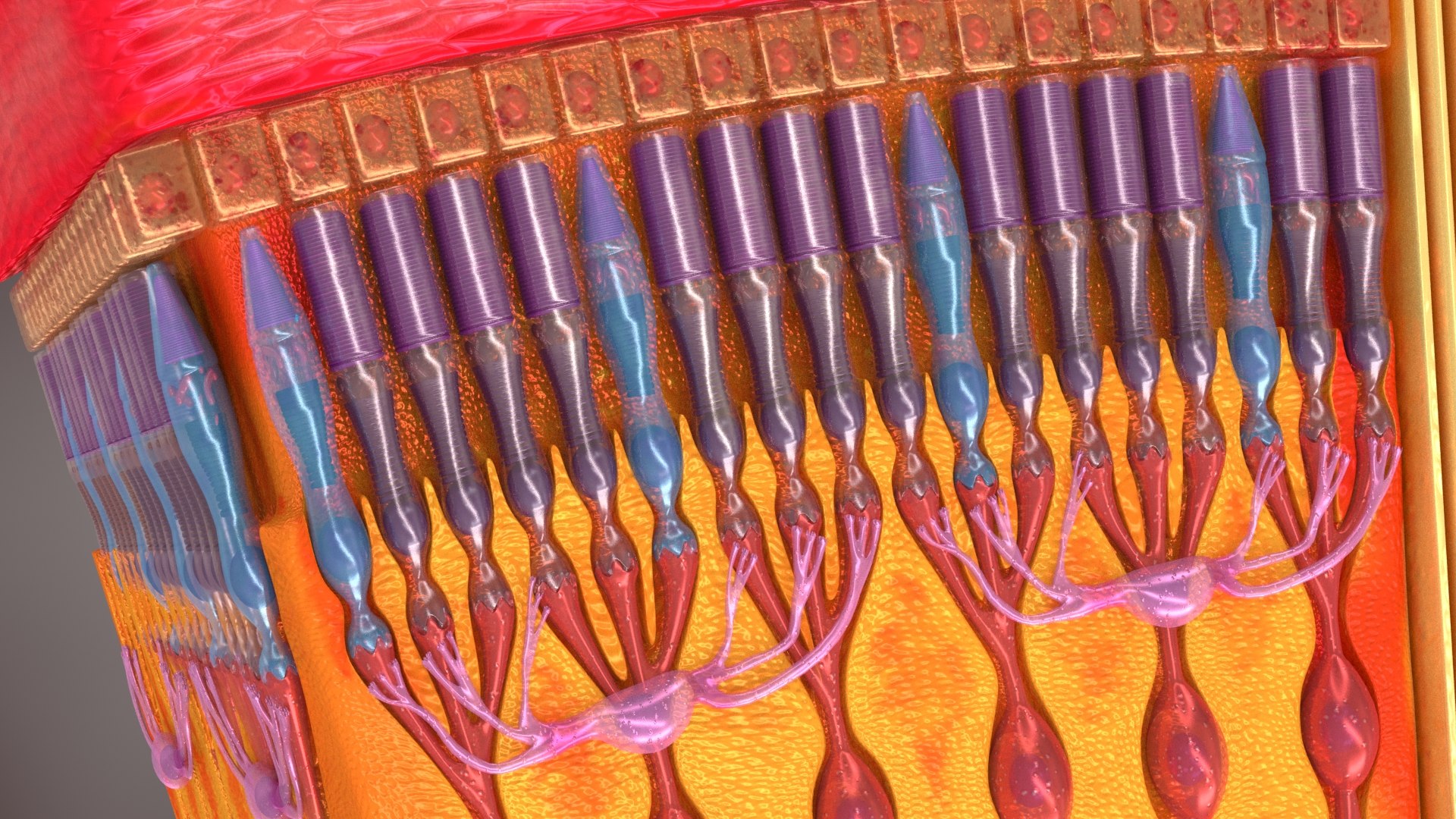 3D Model Hd Retina Cross Section - TurboSquid 1475001