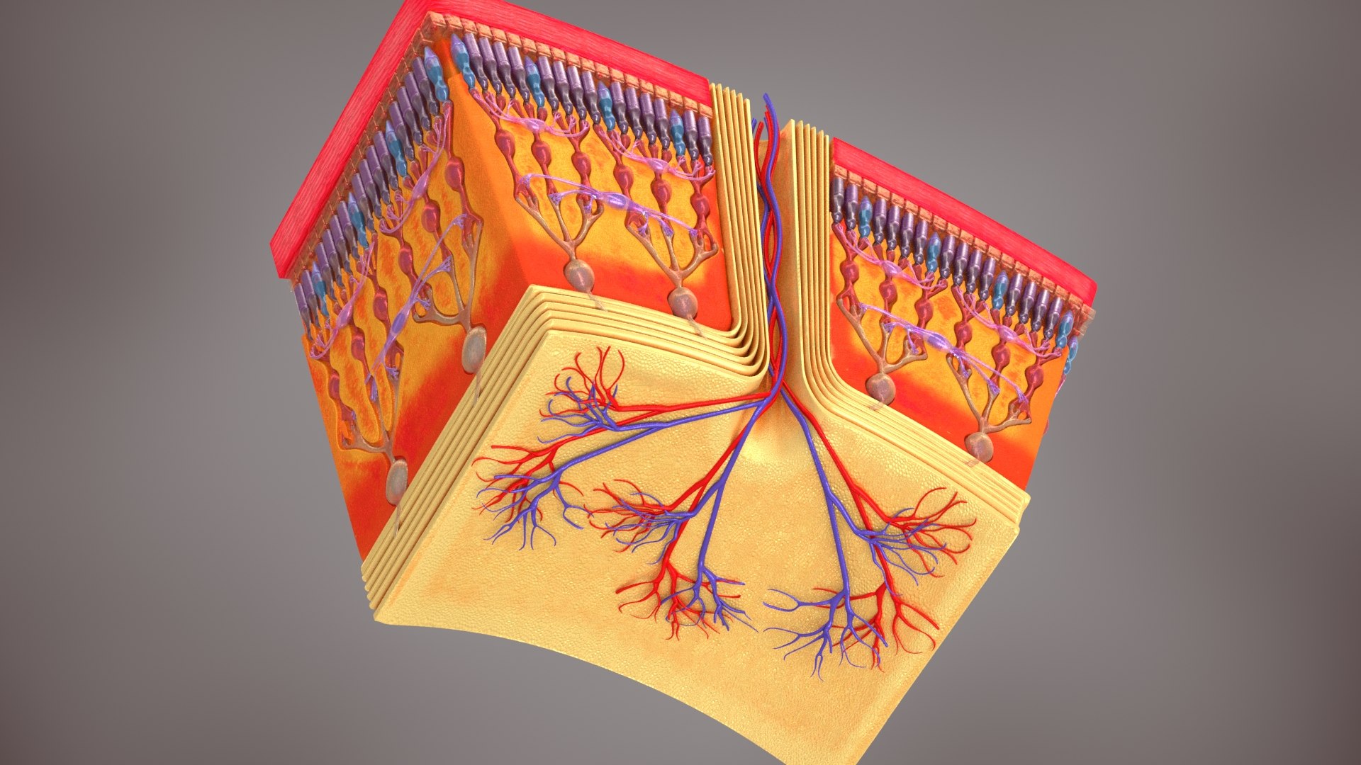 3D Model Hd Retina Cross Section - TurboSquid 1475001