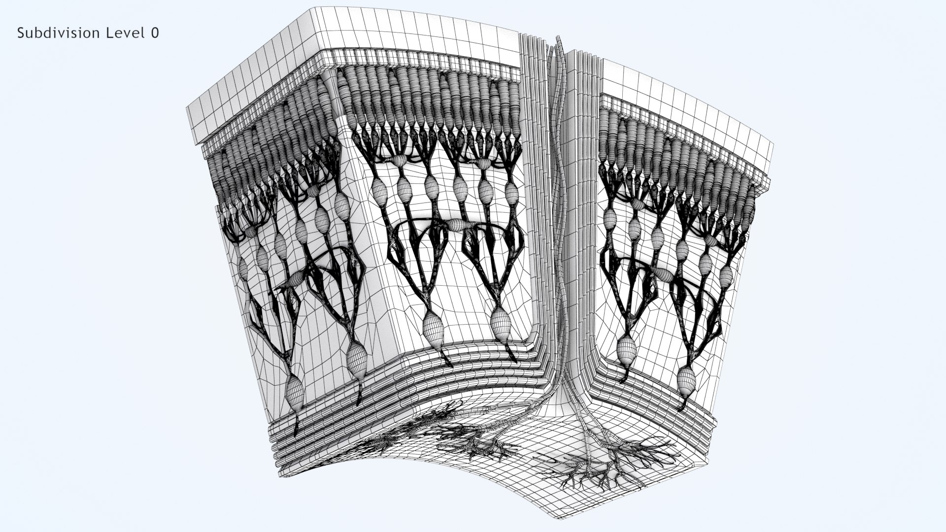 3D Model Hd Retina Cross Section - TurboSquid 1475001