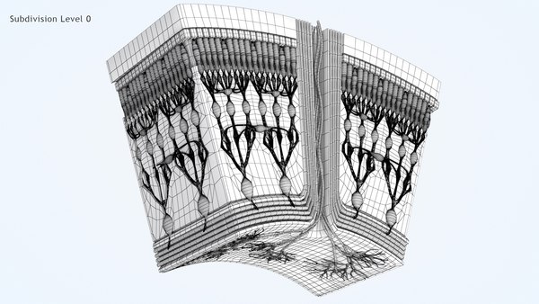 3D model hd retina cross section - TurboSquid 1475001