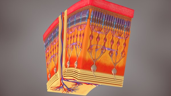 3D model hd retina cross section - TurboSquid 1475001