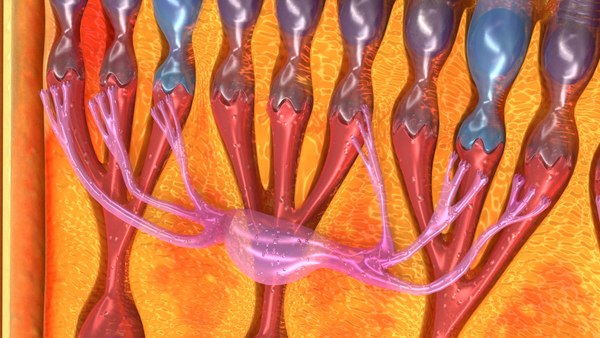 3D model hd retina cross section - TurboSquid 1475001