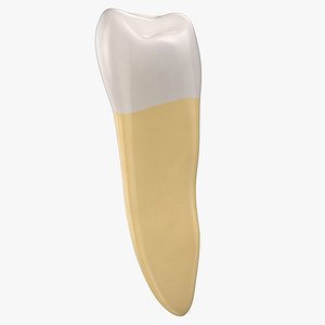 3D Premolar Models - Browse & Download Formats - TurboSquid