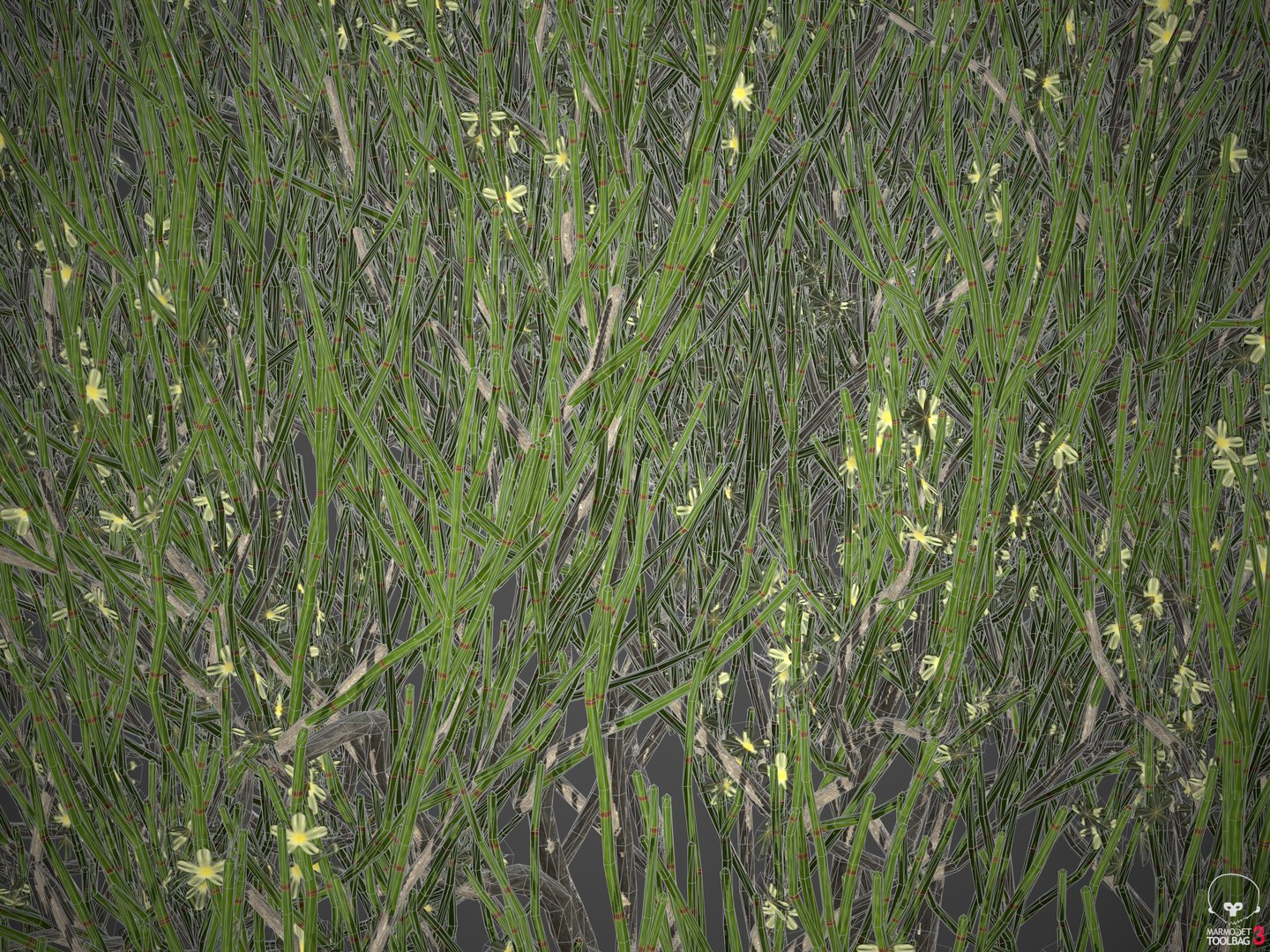 XfrogPlants Phog - Calligonum Polygonoides 3D - TurboSquid 1727974