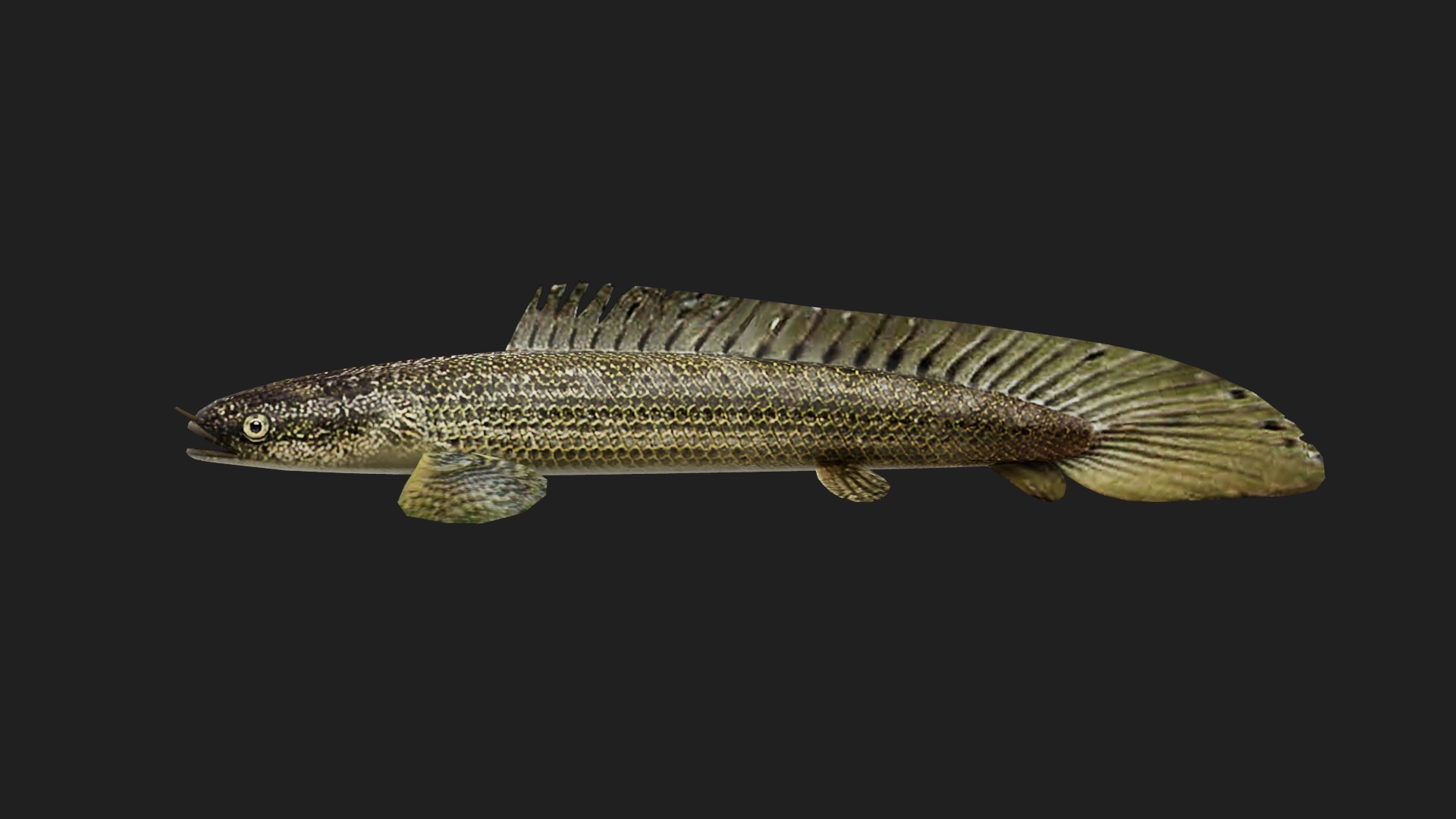 3D Bichir Model - TurboSquid 2122055