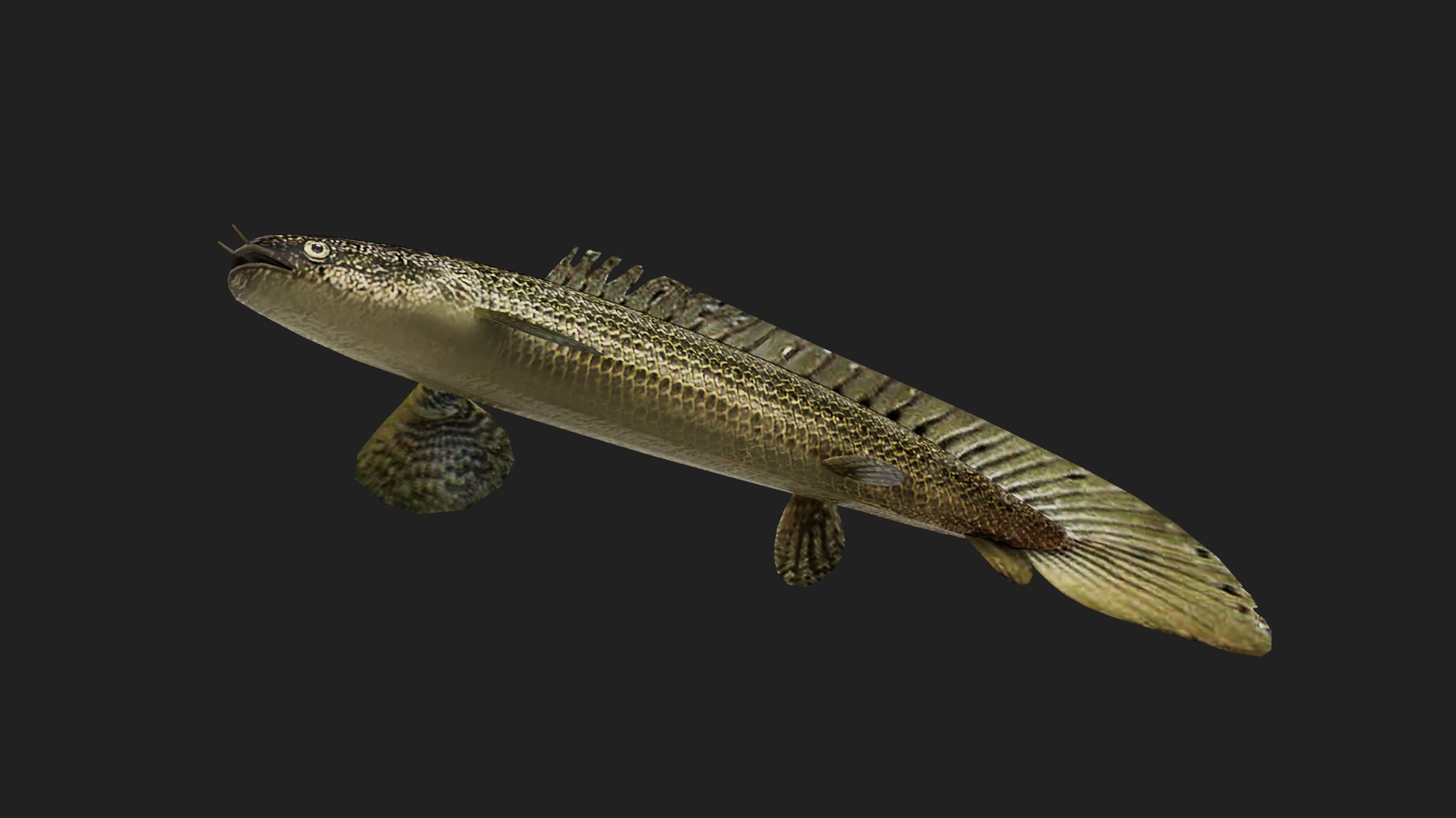 3D Bichir Model - TurboSquid 2122055