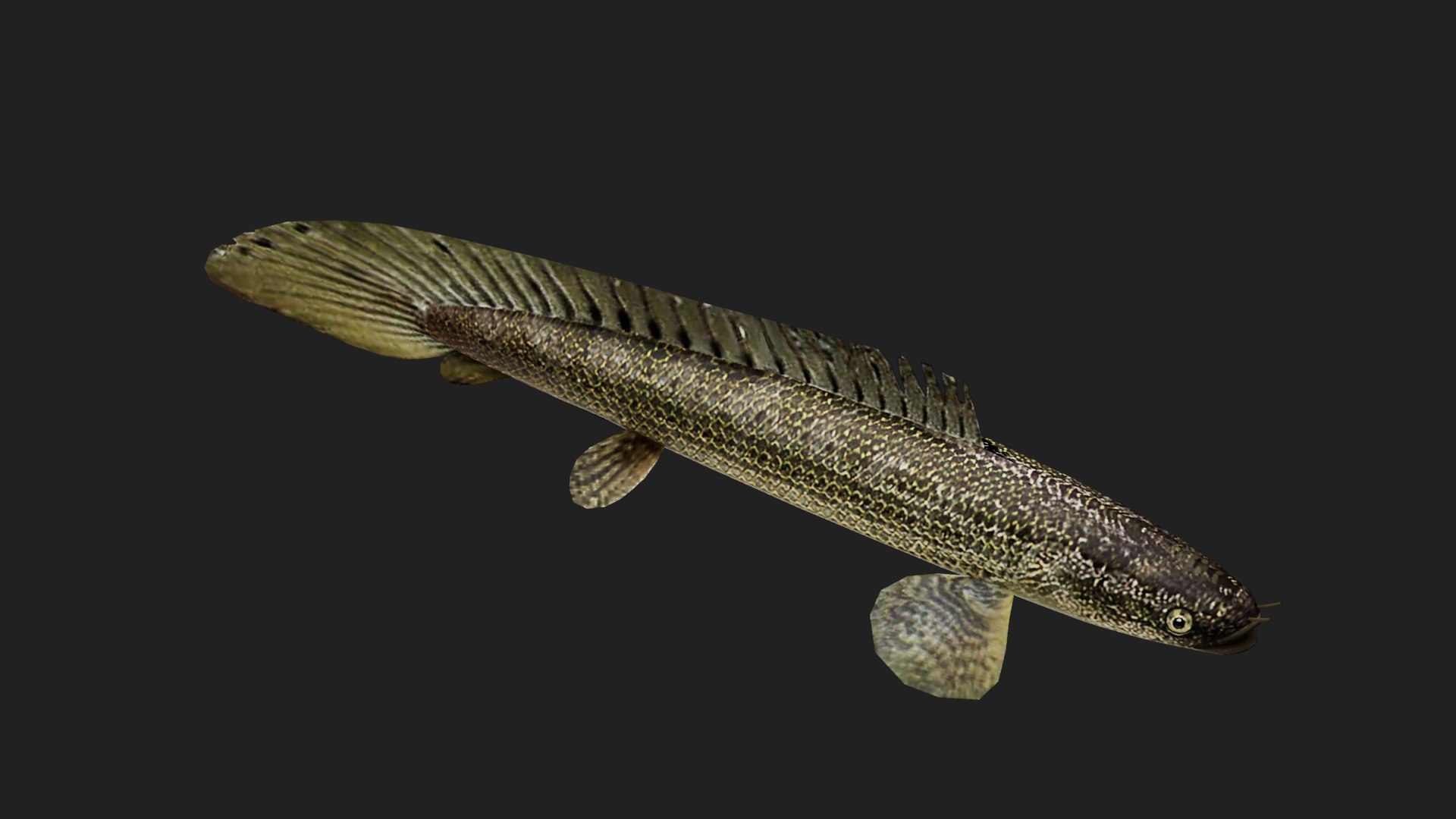 3D Bichir Model - TurboSquid 2122055