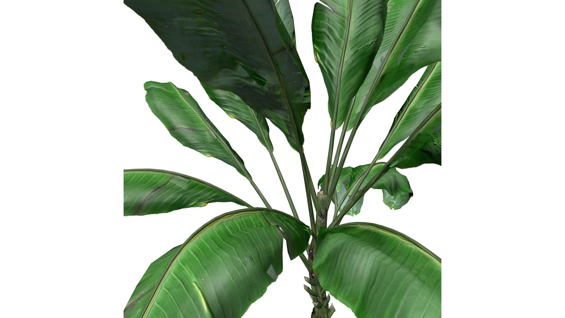 Banana Plant - 01 - 3D Model - TurboSquid 2371892