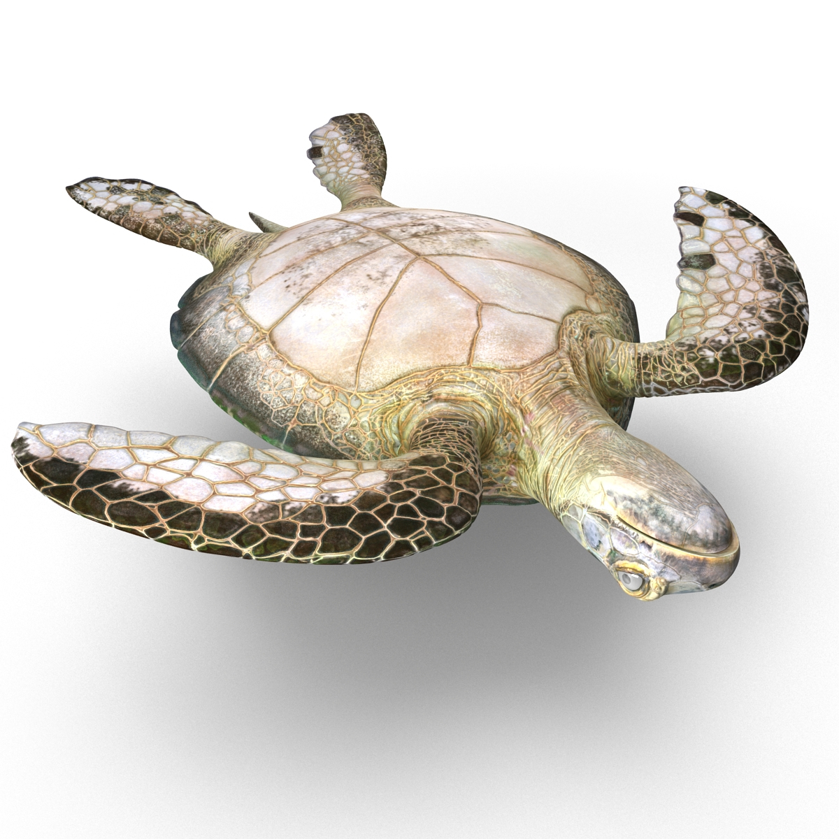 sea turtle rigged 3d model