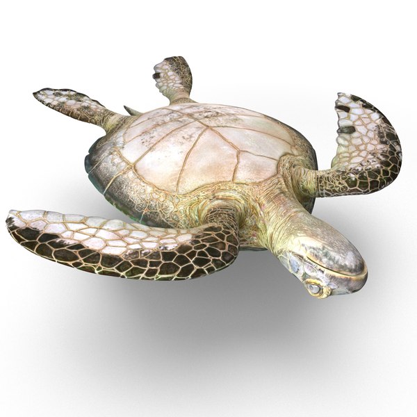 sea turtle rigged 3d model