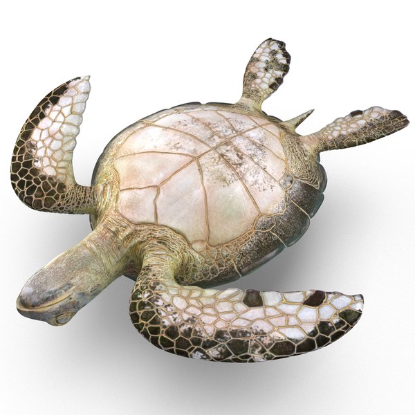 sea turtle rigged 3d model
