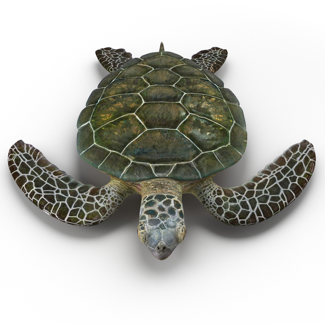 sea turtle rigged 3d model