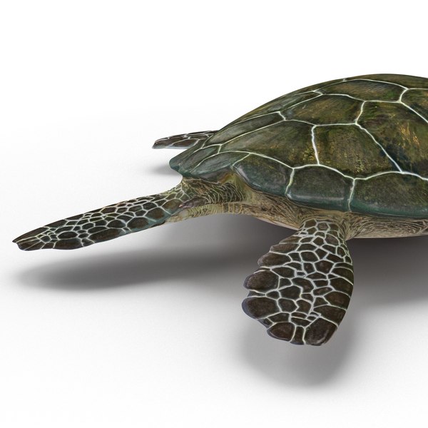 sea turtle rigged 3d model