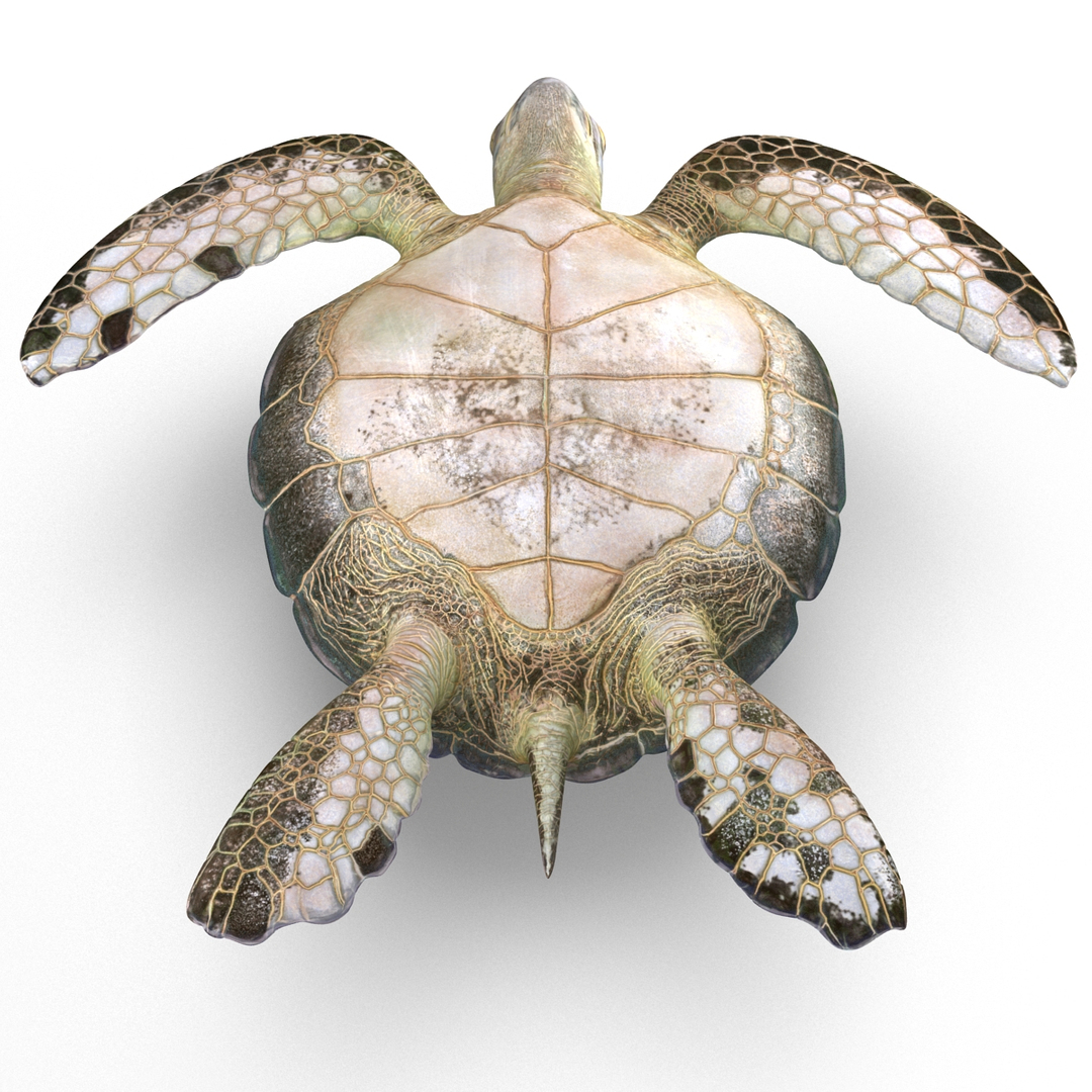 sea turtle rigged 3d model