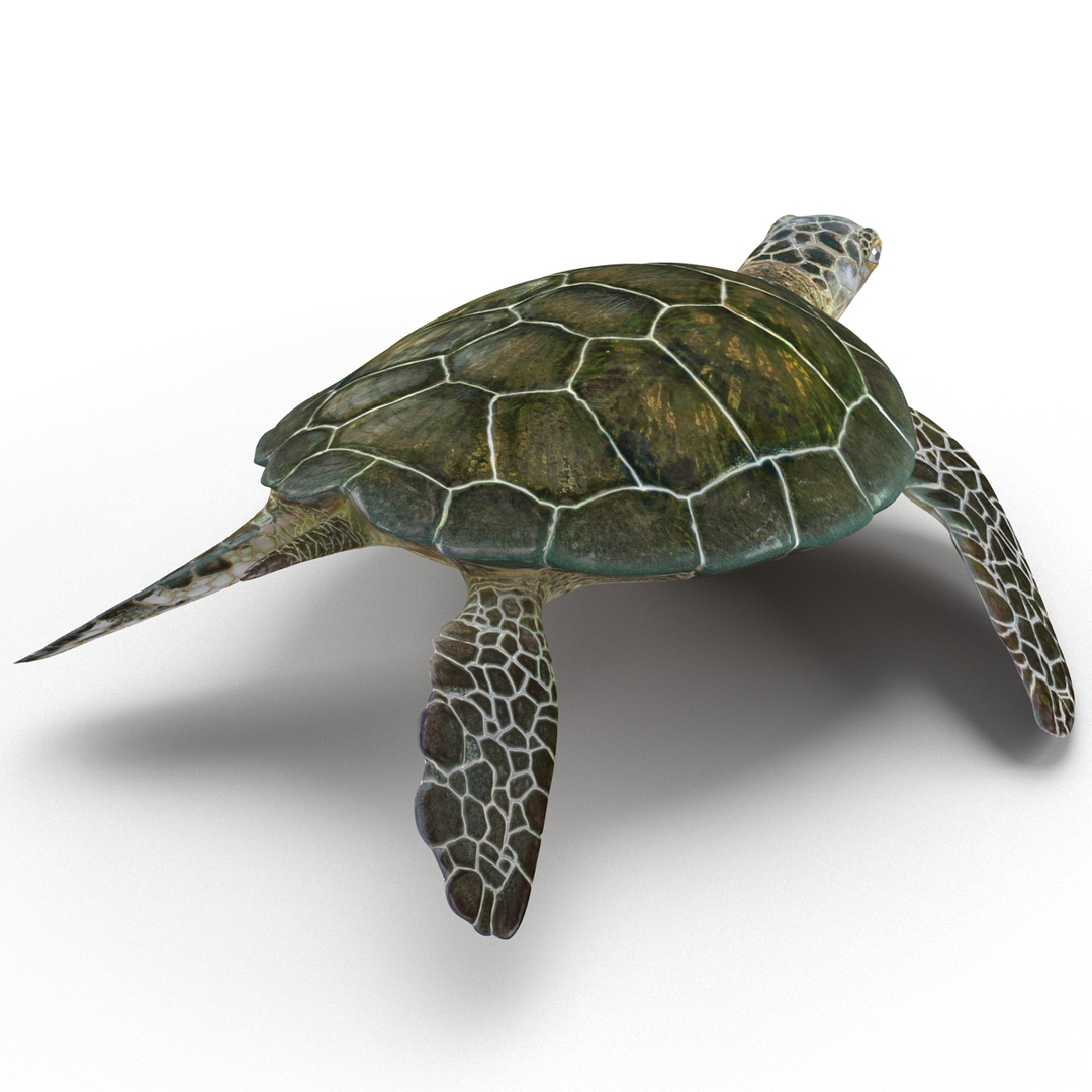 sea turtle rigged 3d model