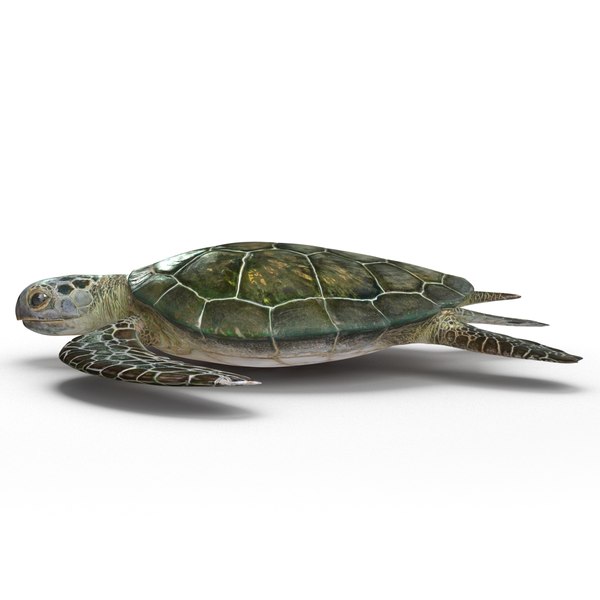 sea turtle rigged 3d model