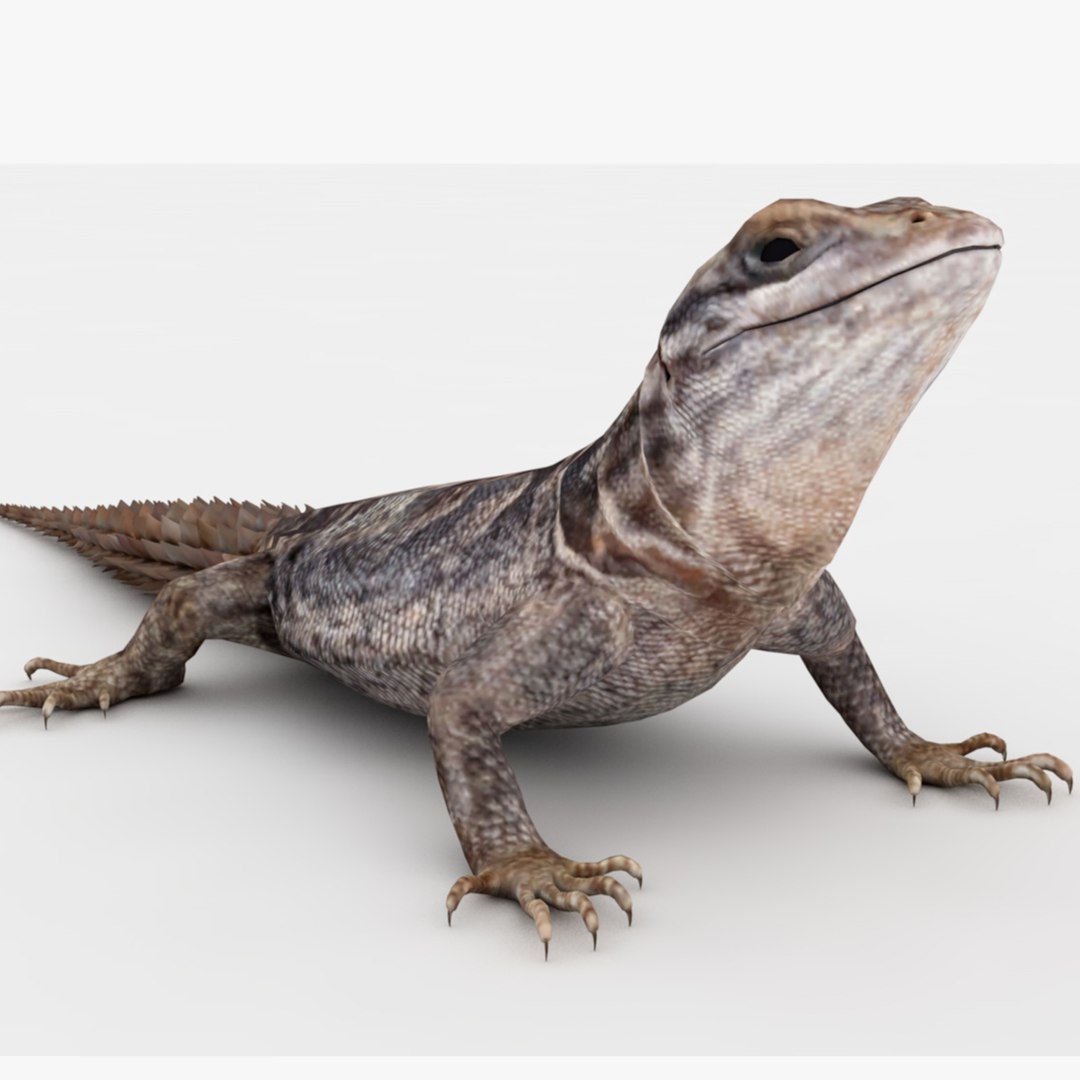 Lizard Rigged and Animated Model 3D - TurboSquid 1909009