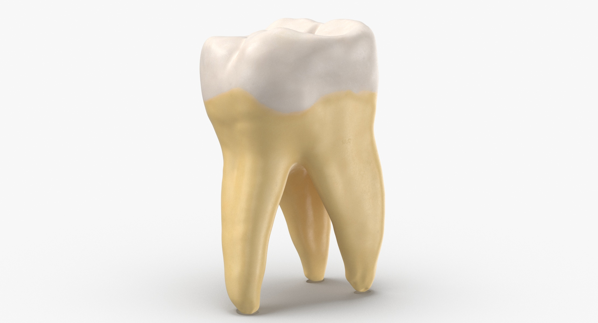 modelo 3d Colección de cráneos humanos masculinos y femeninos con ...