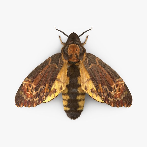 3d deaths head hawkmoth fur