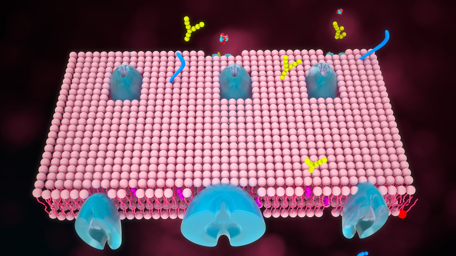 Plasma Membrane And Cytoplasm Cell Wall Model - TurboSquid 2186726