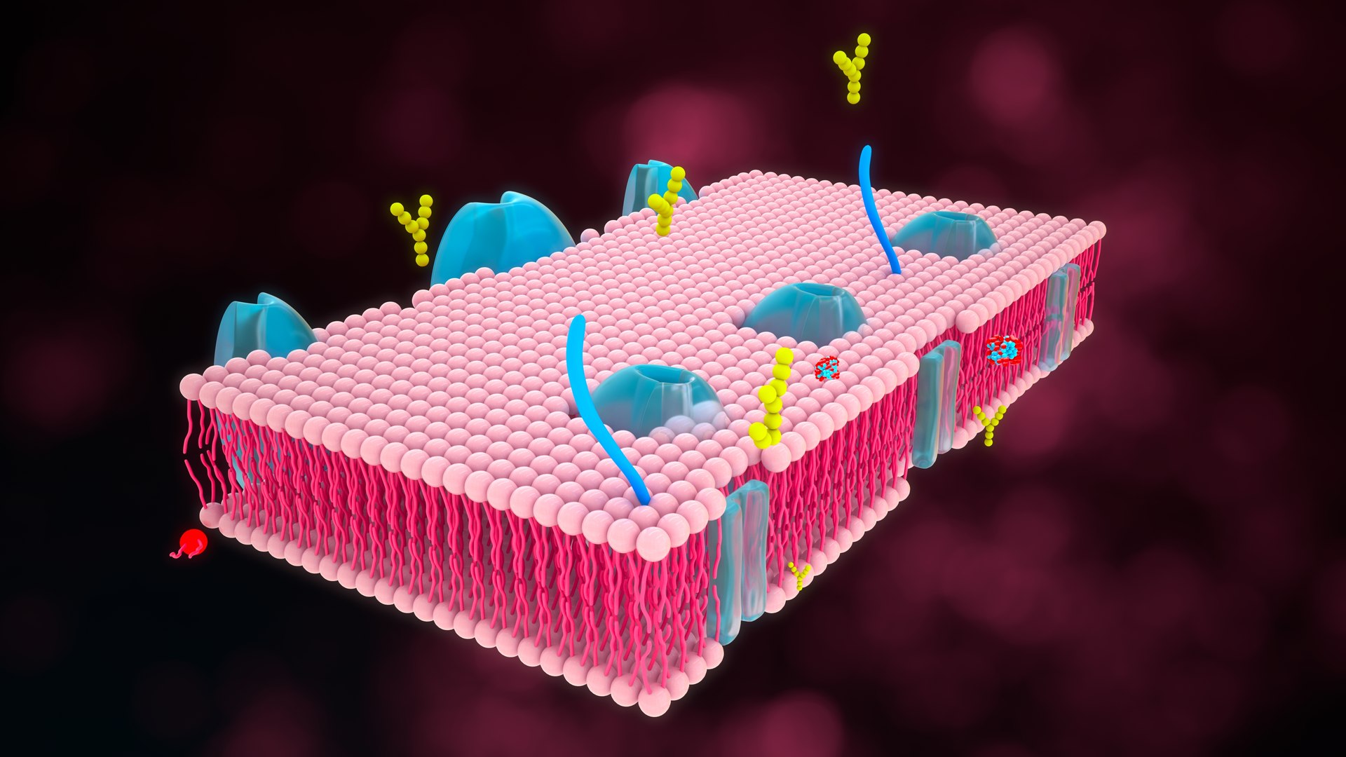 Plasma Membrane And Cytoplasm Cell Wall Model - TurboSquid 2186726