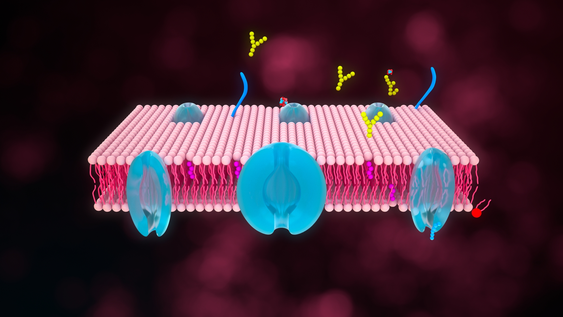 Plasma Membrane And Cytoplasm Cell Wall Model - TurboSquid 2186726