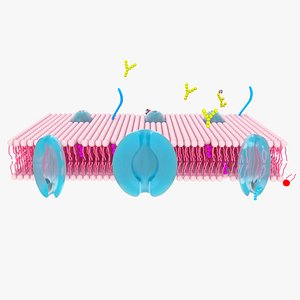 3D Cytoplasm Models - Browse & Download Formats - TurboSquid