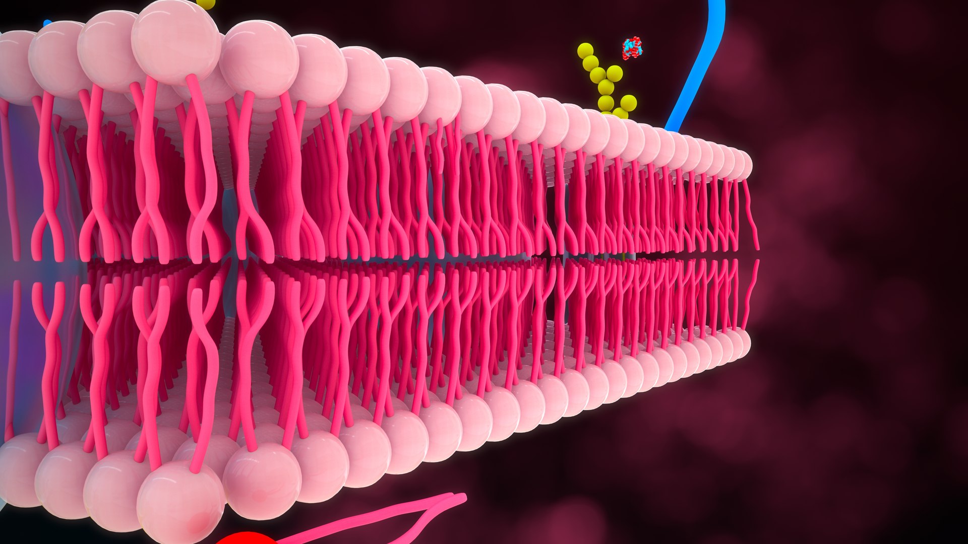 Plasma Membrane And Cytoplasm Cell Wall Model - TurboSquid 2186726