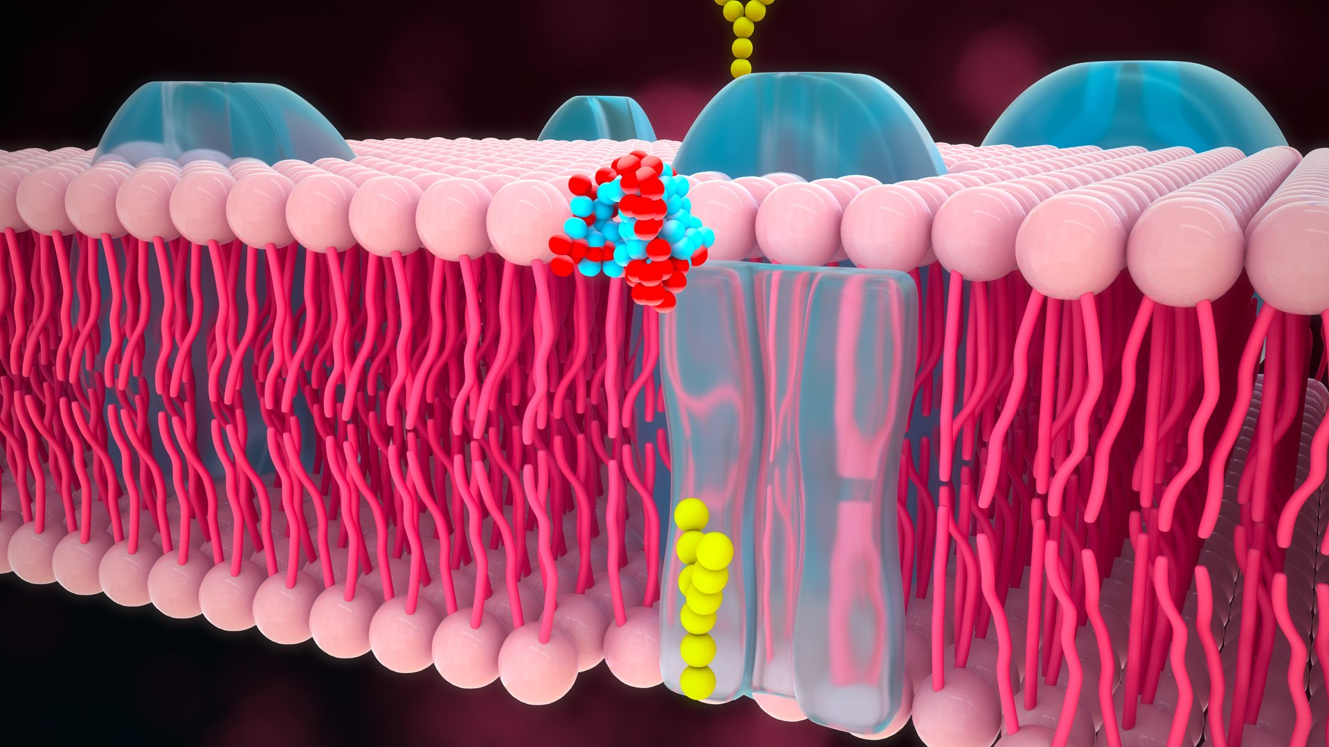Plasma Membrane And Cytoplasm Cell Wall Model - TurboSquid 2186726