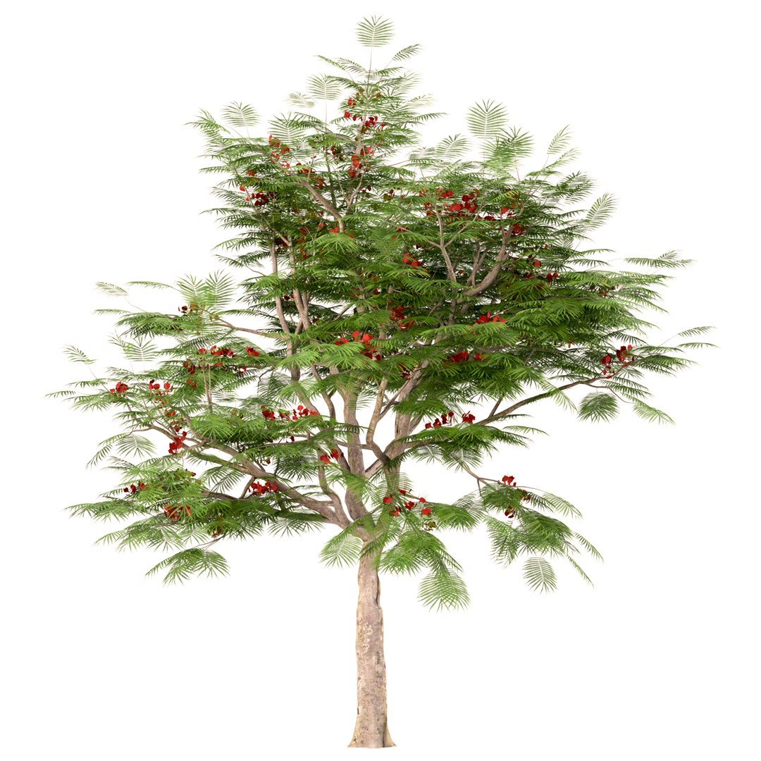 3D Set Of Flamboyant Or Royal Poinciana Trees - 3 Trees Model ...