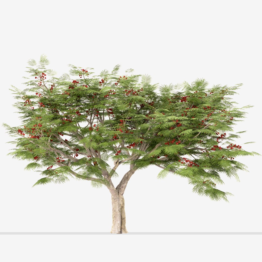 3D Set Of Flamboyant Or Royal Poinciana Trees - 3 Trees Model ...