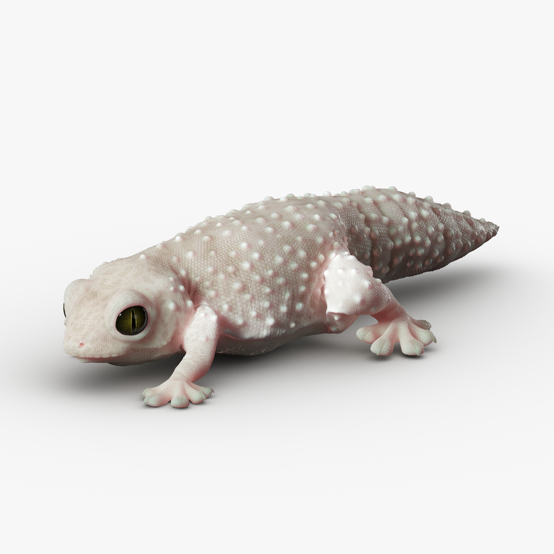 3D Gecko Reptile - TurboSquid 1989224