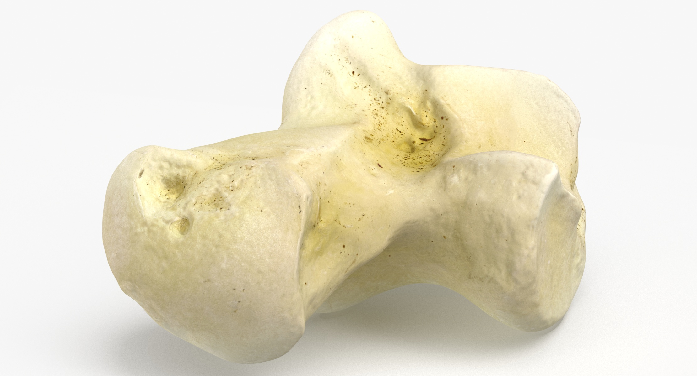 3D модель South American Coati Nasua Nasua Talus Bone 01(1 ...