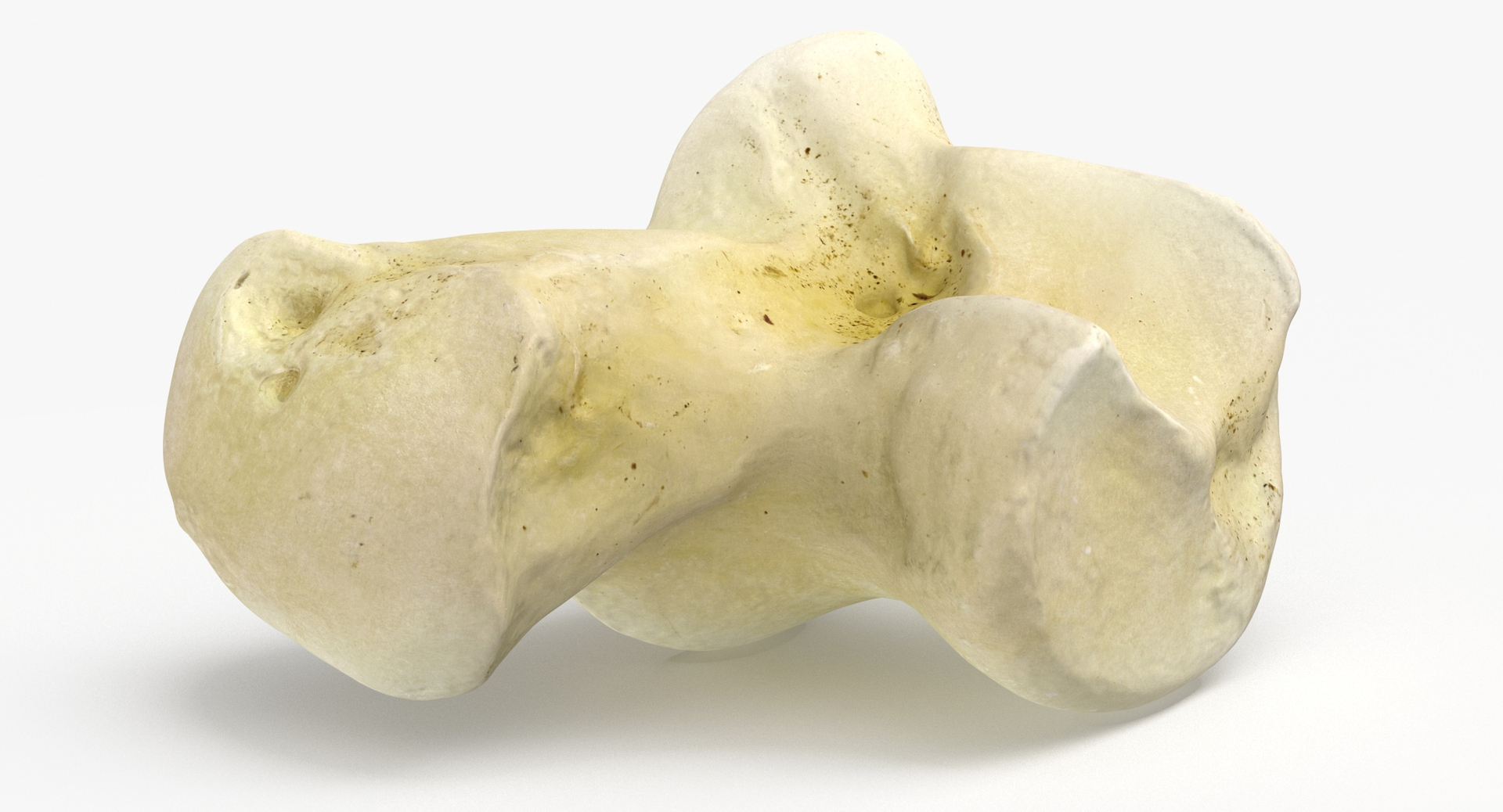 3D Model South American Coati Nasua Nasua Talus Bone 011 - TurboSquid ...