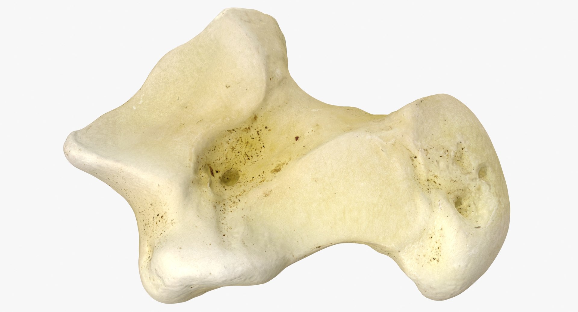 3D Model South American Coati Nasua Nasua Talus Bone 011 - TurboSquid ...