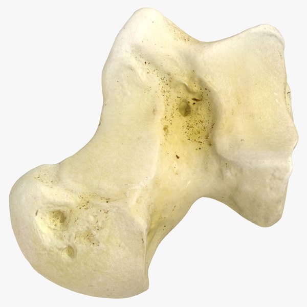 South American Coati Nasua Nasua Talus Bone 01(1) Modelo 3D ...