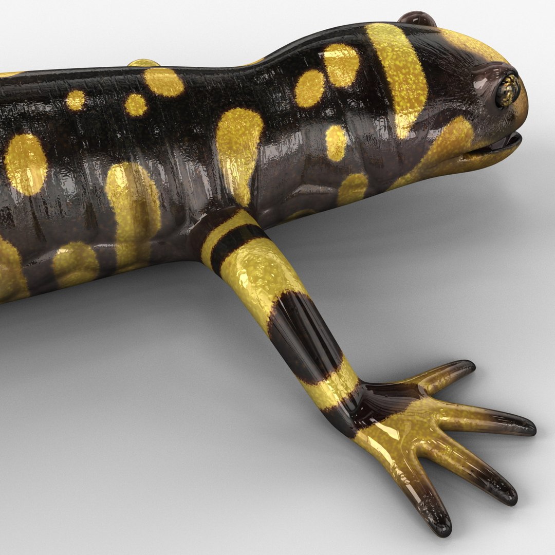 3d Tiger Salamander Model