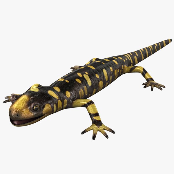 3d tiger salamander model