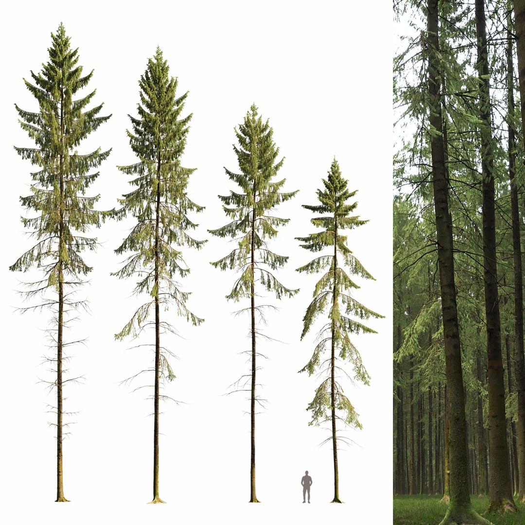 Spruce 10 3D Model - TurboSquid 1907011