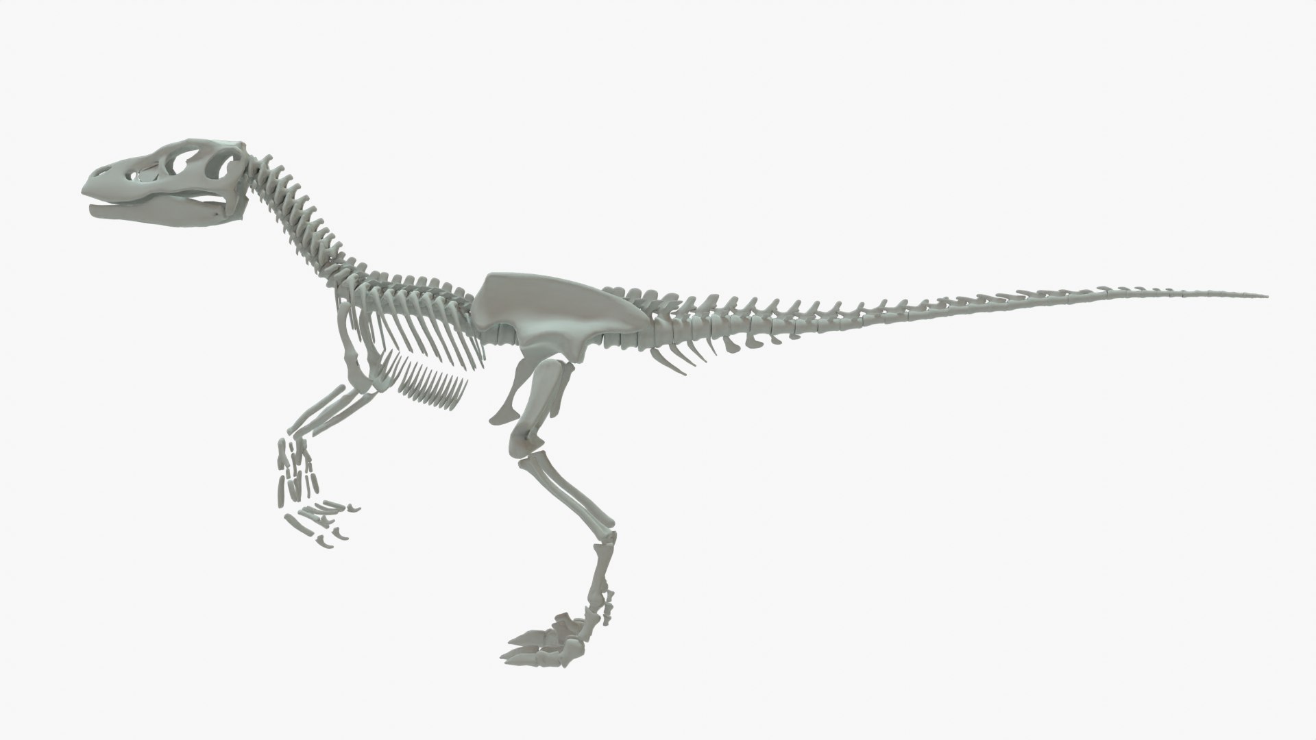 3D Velociraptor Rigged Skeleton model - TurboSquid 2067798