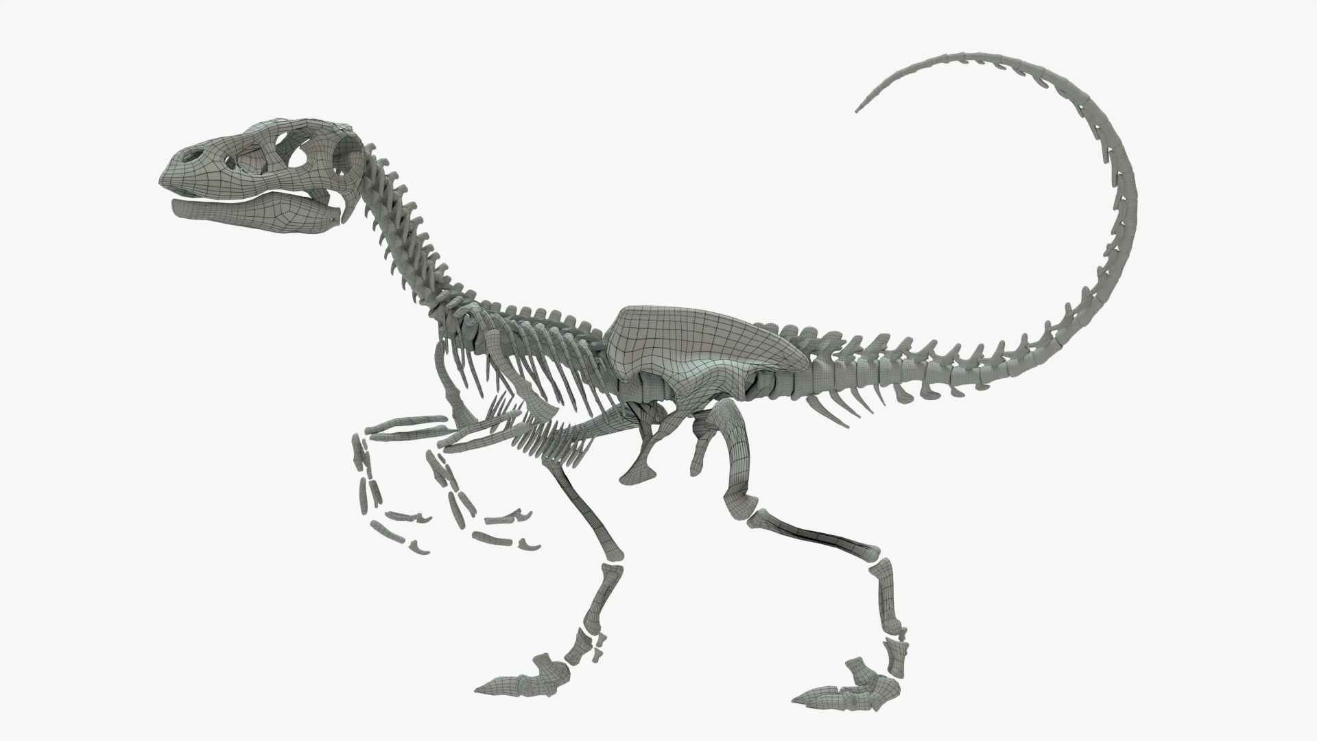 3D Velociraptor Rigged Skeleton model - TurboSquid 2067798