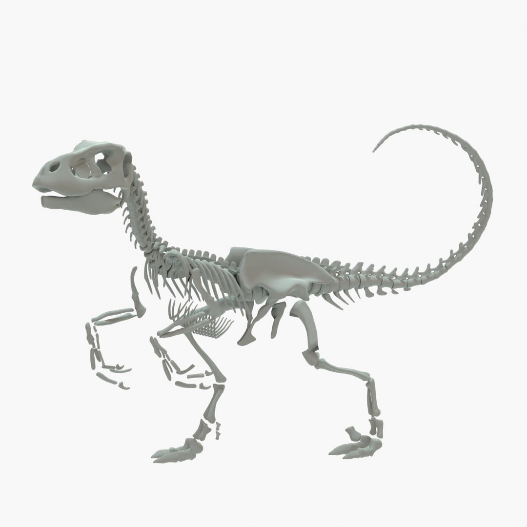 3D Velociraptor Rigged Skeleton model - TurboSquid 2067798
