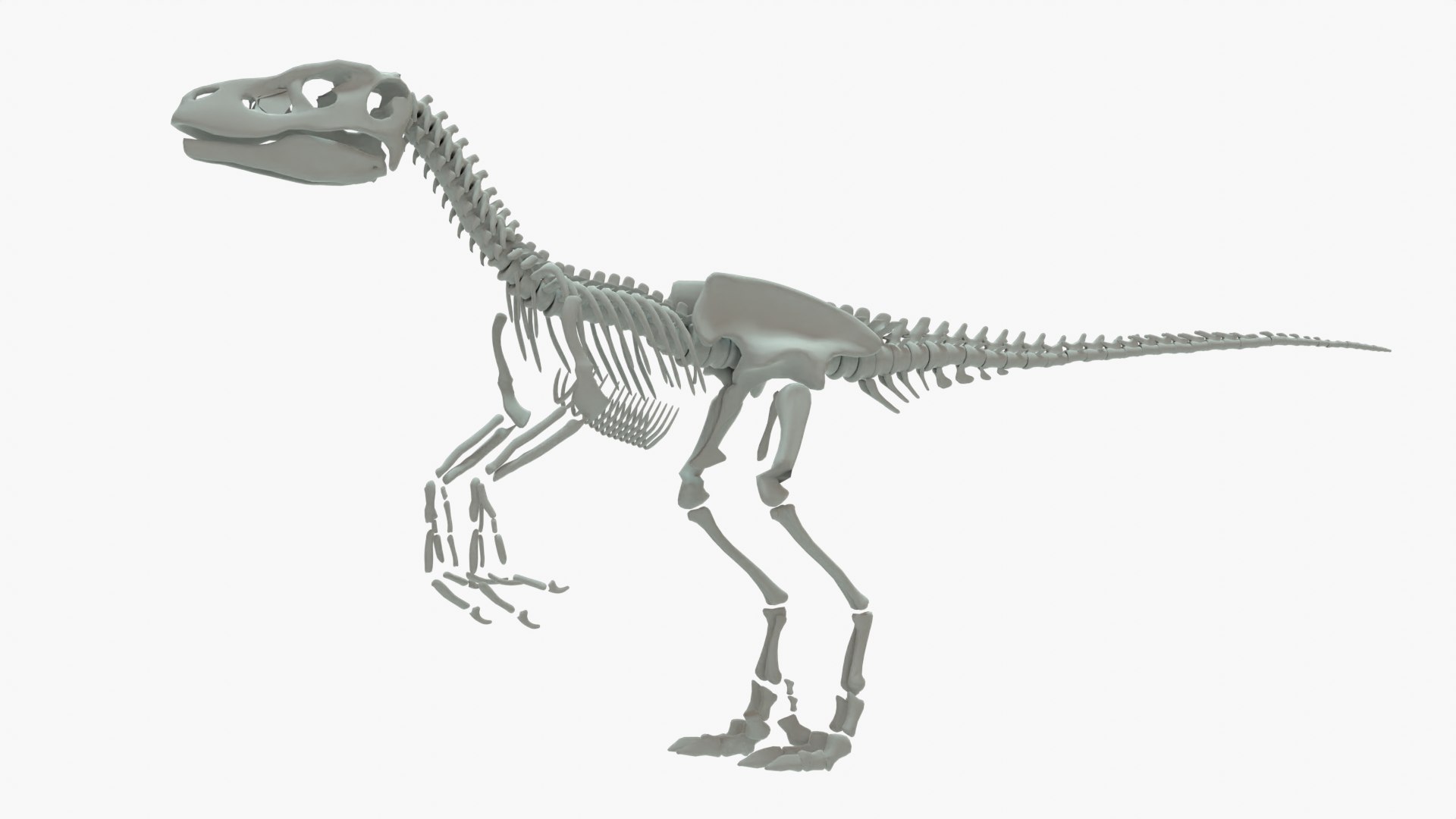 Velociraptor Rigged Skeleton 3D 모델 - TurboSquid 2067798